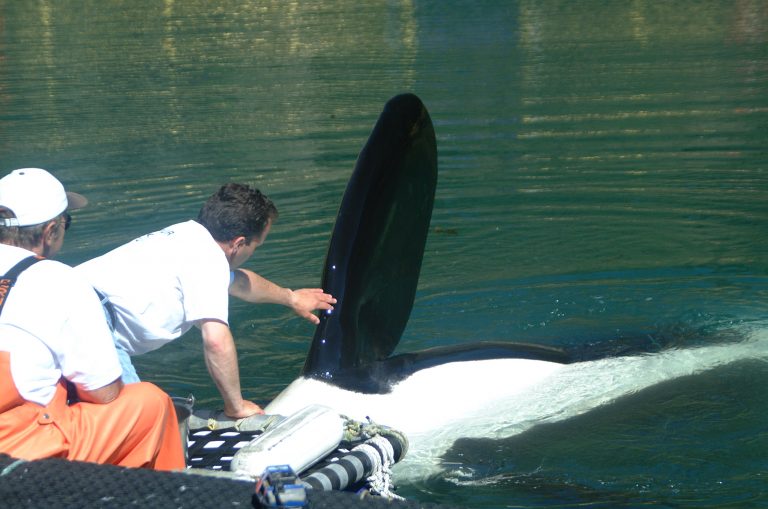 Keiko The Untold Story - Theresa Demarest